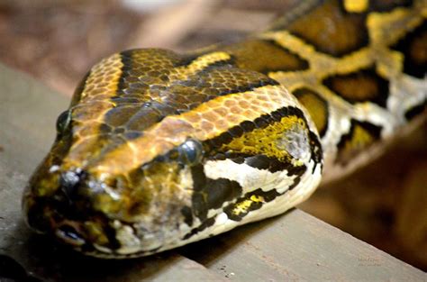 Mighty Python Photograph By Maria Urso Pixels