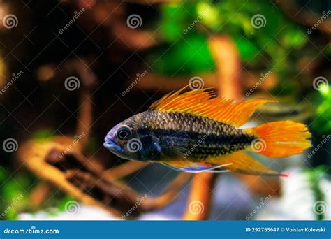 Cockatoo Dwarf Cichlid Fish Apistogramma Cacatuoides Stock Image
