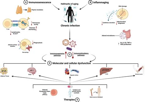 Inflammation And Aging Signaling Pathways And Intervention 54 Off