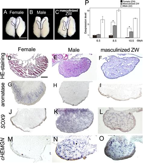 Chicken Hemogen Homolog Is Involved In The Chicken Specific Sex