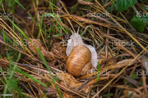 나선 Pomatia입니다 로마 달팽이입니다 달팽이 Pomatia 숲 덮개에 잔디에 들어온다 오스트리아 Burgenland입니다
