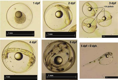 7 European Hake Egg Development Under Semi Intensive Conditions At 12