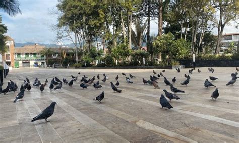 municipios del Oriente piden vía libre para reactivar sus economías RimixRadio Noticias