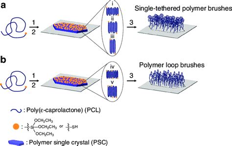 Synthetic Route For Polymer Brushes Via The Download Scientific Diagram
