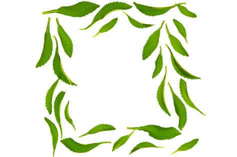 스테비아 공장 스테비아의 사각형 프레임은 흰색 배경에 고립되어 있습니다 감미료 포장 모형 스테비아 레바우디아나 식이 천연 감미료스테비아 그린 나뭇 가지 0명에 대한 스톡