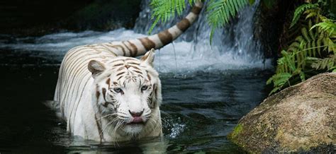 Quiz Saurez Vous Deviner Le Nom De Ces Animaux Hybrides Testez