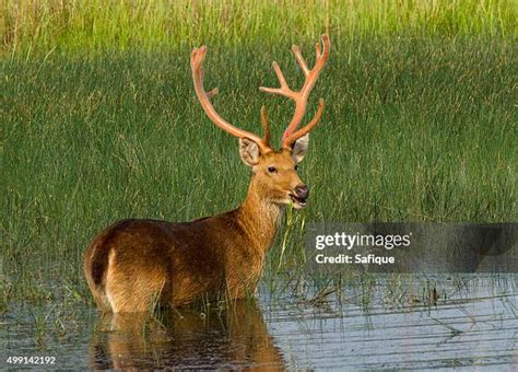 Barasingha Photos And Premium High Res Pictures Getty Images