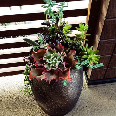 玄関入り口寄せ植え初心者多肉植物のインテリア実例 2015 11 14 210529 ｜ Roomclip（ルームクリップ）