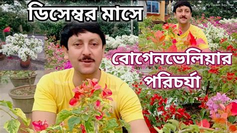 ডিসেম্বর মাসে বোগেনভেলিয়া কাগজফুল গাছের যত্ন ফুল ফুটে যাওয়ার পর কী