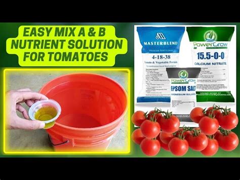 Nutrient Mix For Hydroponic Tomatoes Boost Growth And Yield
