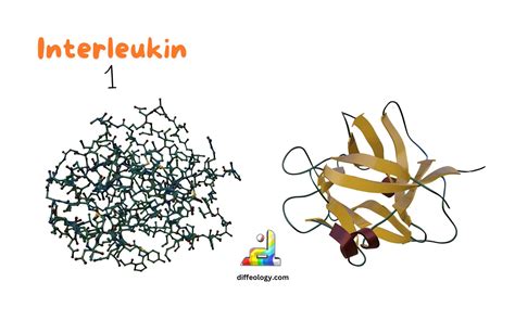 Difference Between Interleukin 1 And 2 Diffeology