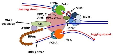 Dna Replication In Eukaryotes The Important Keys To Understand Microbial Notes