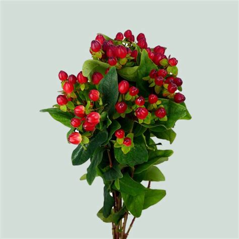 Hypericum Magical Triumph 25 Stems All Occasions Wholesale