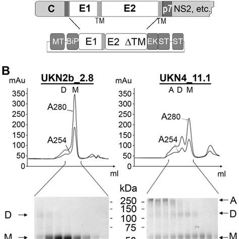 Production And Biochemical Characterization Of HCV E2e A Schematic