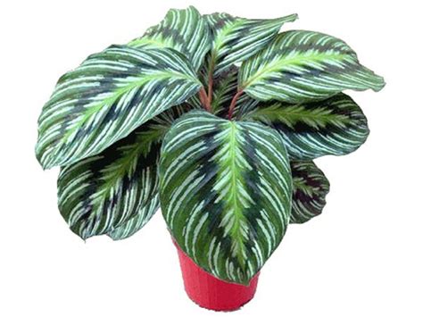 Растение с полосатыми листьями 76 фото