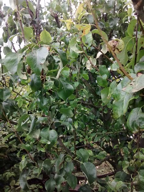 Fruit Trees Home Gardening Apple Cherry Pear Plum Cherry Tree Not