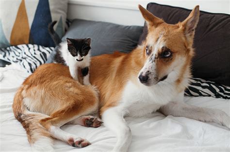 귀여운 고양이 세련 된 객실에는 베개와 침대에 큰 황금 개에 앉아 귀여운 흑인과 백인 고양이 고 강아지 재미 있는 감정을 함께