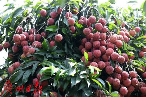 黄埔区2023年荔枝文化节举行