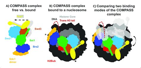 How The Compass Complex Binds To The Nucleosome A The Compass