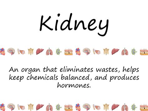 Human Body Word Wall Vocabulary Cards Part 2 Digestive Excretory And