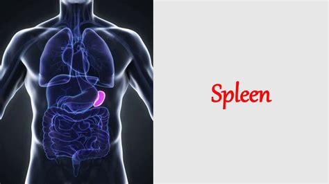 Spleenpptx