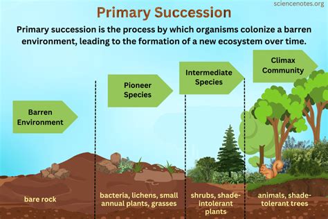 Primary Succession Definition And Examples
