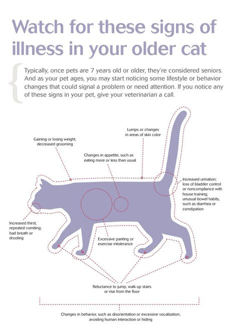 7 Senior Cat Health Tips Artofit