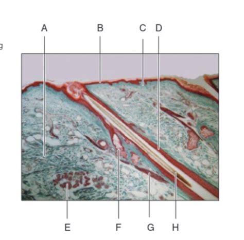 Bio 2401 Lab 5 Flashcards Quizlet