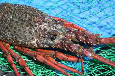 How many lobsters fit in a trap? [2025] | QAQooking.wiki