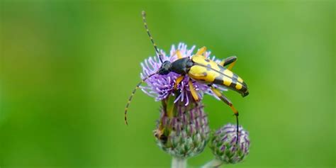 Overview Of Syslog Ng Rpm Repositories Blog Syslog Ng Community