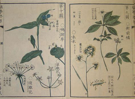 御前橘禾本露草の花の構造 植学啓原6 古文書ネット