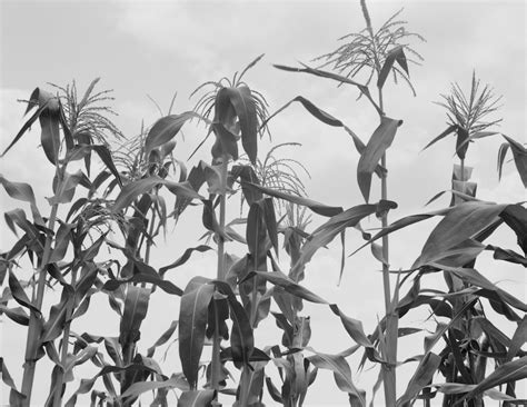 Corn Mississippi Encyclopedia