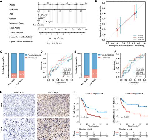 Frontiers The Hexosamine Biosynthesis Pathway Related Gene Signature
