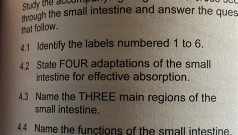 Through The Small Intestine And Answer The Studyx