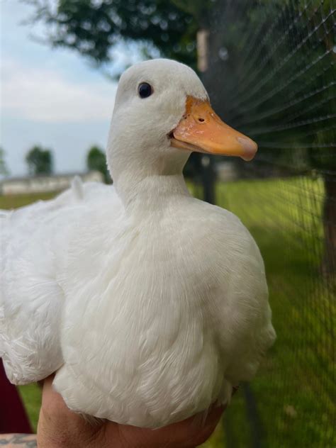 Duck Egg Hatching