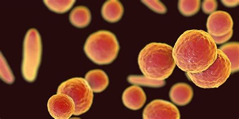 Mycoplasma Genitalium A New Sti You Need To Know About