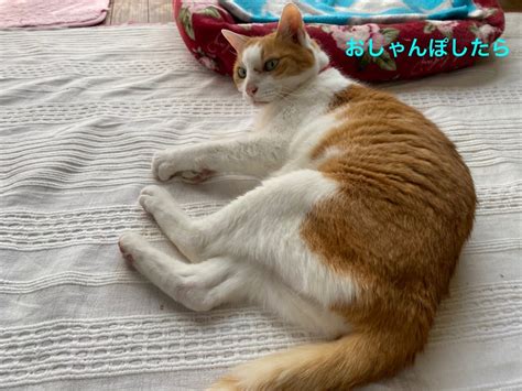 にゃに？ にゃんきち堂の日々