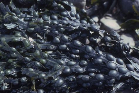 The Nhbs Guide To Uk Seaweed Identification Seaweed Kingdom Plantae