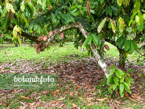 Image Cacao Tree Theobroma Cacao 434343 Images And Videos Of