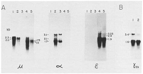 Blots Of 129 Cell Rna Hybridized With Probes For H Chain Genes Total