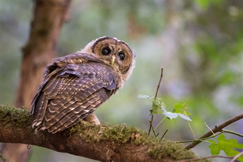 Spotted Owl Eastside Audubon Society