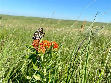 Preserving Endless Waves Of Tallgrass Prairie In Kansas Here And Now