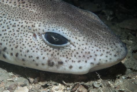 Small Spotted Catshark Class At Kenneth Locke Blog