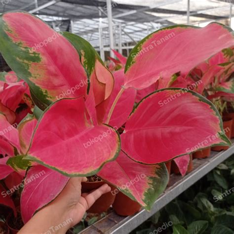 Jual Aglonema Majesty 1 Pohon Tanaman Hias Kab Bekasi SentraTanam