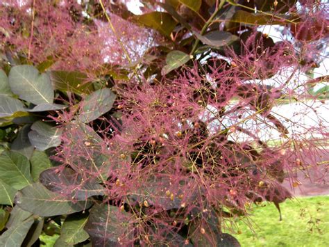 Medis Pūkenis Žolininkas