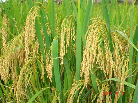 图片素材 白饭 农业 稻田 字段 厂 食品谷物 埃默尔 谷物胚芽 草家庭 经济作物 粮食 开花植物 黑小麦 小米