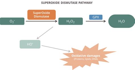 Superoxide Dismutase Pathway