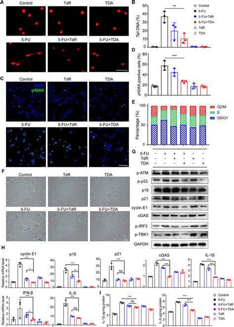 Tda Provides Better Protection Against 5 Fu Induced Cytotoxicity In