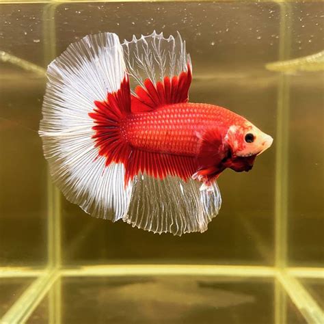 Halfmoon Betta Fish Types And Care Ac Aquarium Life