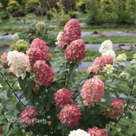 Hydrangea Fire Light® New Garden Plants